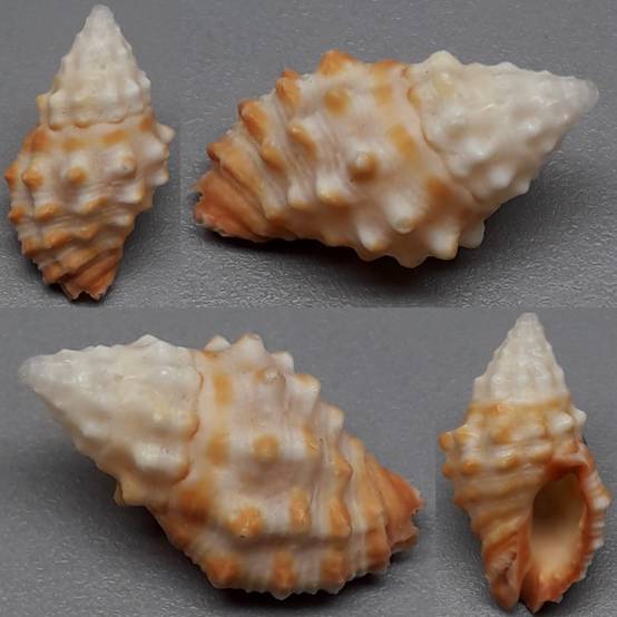 shellauction.net :: Drupella fragum - 3989079