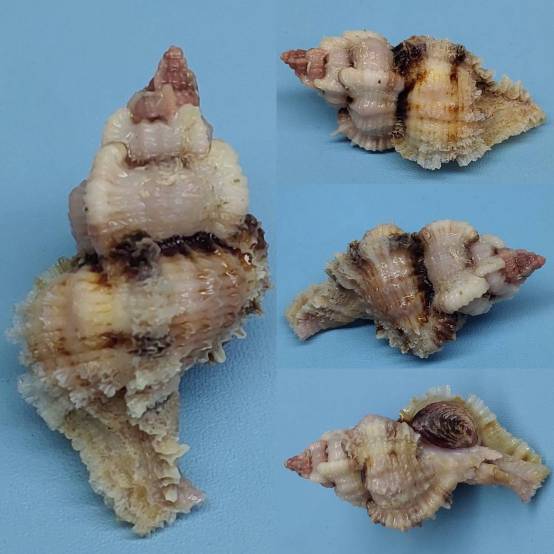 shellauction.net :: Chicomurex laciniatus - 3989185