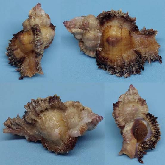 shellauction.net :: Chicomurex laciniatus - 3989187