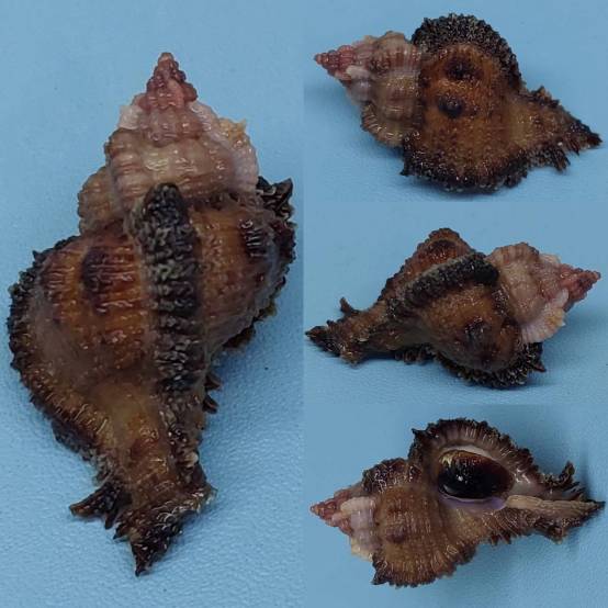 shellauction.net :: Chicomurex laciniatus - 3989189
