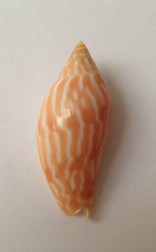 shellauction.net :: Amoria lineola - 3990122