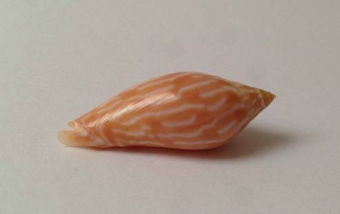 shellauction.net :: Amoria lineola - 3990122