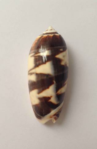 shellauction.net :: Oliva miniacea johnsoni - 3990185