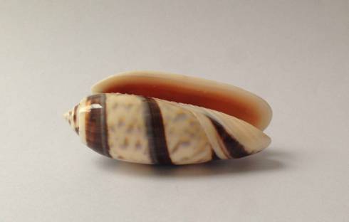 shellauction.net :: Oliva miniacea johnsoni - 3990185
