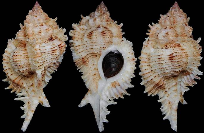 shellauction.net :: Chicomurex pseudosuperbus - 3990408