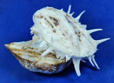 shellauction.net :: Spondylus echinatus with arca zebra - 3990613