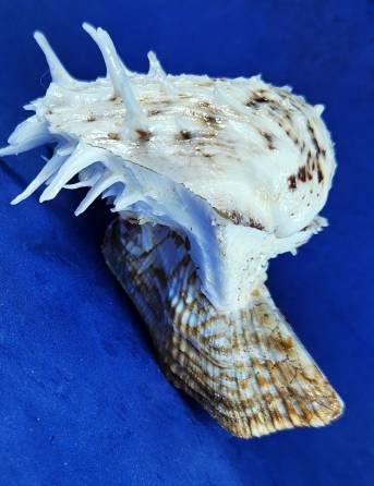 shellauction.net :: Spondylus echinatus with arca zebra - 3990613