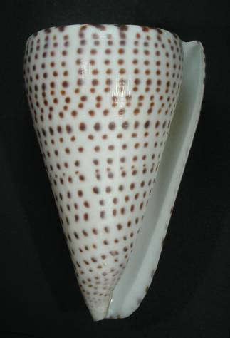 shellauction.net :: Conus litteratus - 3991371