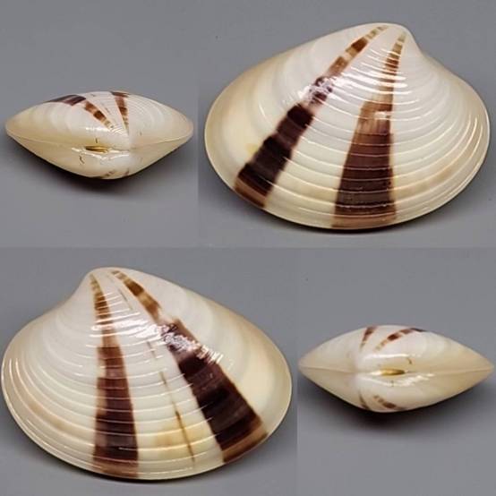 shellauction.net :: Callista sp. - 3991494