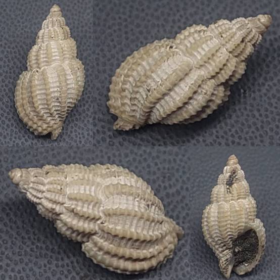 shellauction.net :: Phos sp. - 3991655