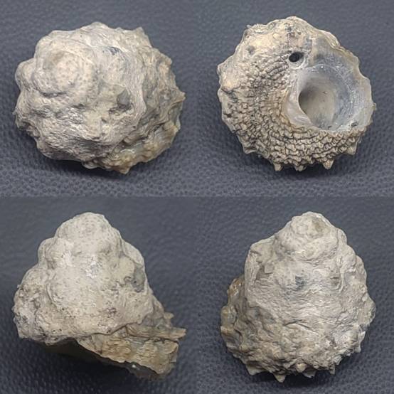 shellauction.net :: Astralium sp. - 3991703