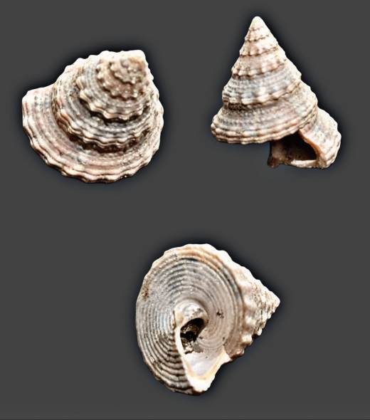 shellauction.net :: Trochus sp. - 3992173