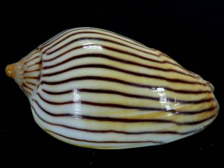 shellauction.net :: Amoria zebra - 3993074