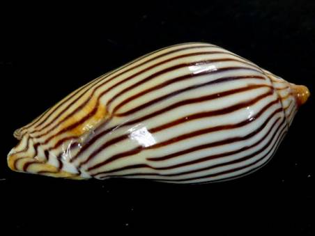 shellauction.net :: Amoria zebra - 3993074
