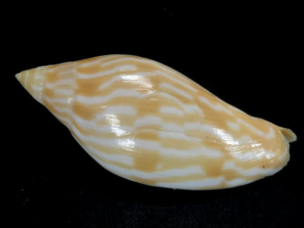 shellauction.net :: Amoria lineola - 3993114