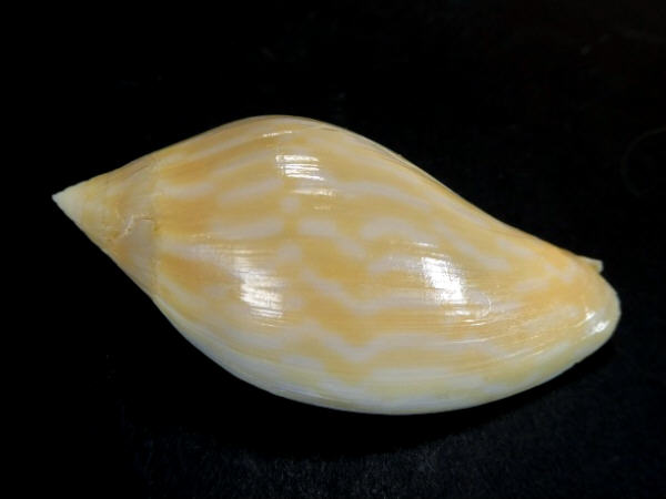 shellauction.net :: Amoria lineola - 3993118