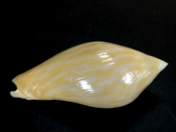shellauction.net :: Amoria lineola - 3993118