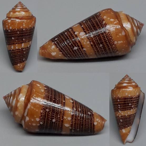 shellauction.net :: Conus nobilis victor - 3994637