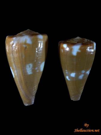 shellauction.net :: Conus rattus var. tahitiensis - 3994840
