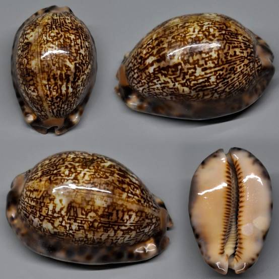 shellauction.net :: Mauritia arabica asiatica - 3994970