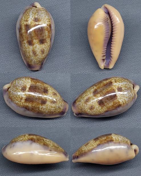 shellauction.net :: Contradusta walkeri - 3995212