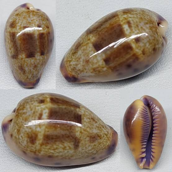 shellauction.net :: Contradusta walkeri - 3995213