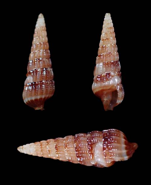 shellauction.net :: Terebra sp. - 3995360