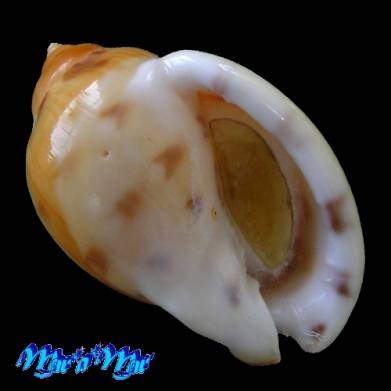 shellauction.net :: Semicassis labiata iheringi - 3995714