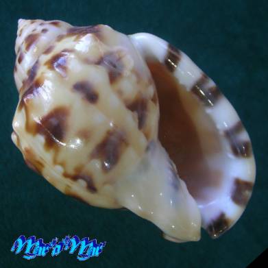 shellauction.net :: Semicassis labiata iheringi - 3995720
