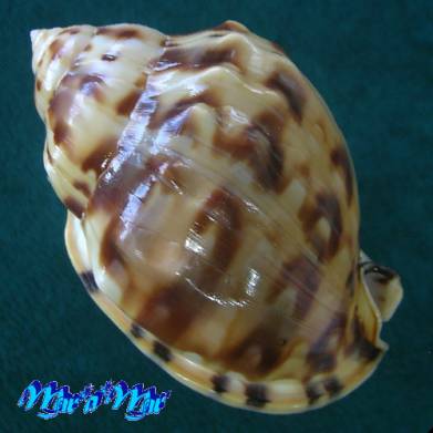shellauction.net :: Semicassis labiata iheringi - 3995720