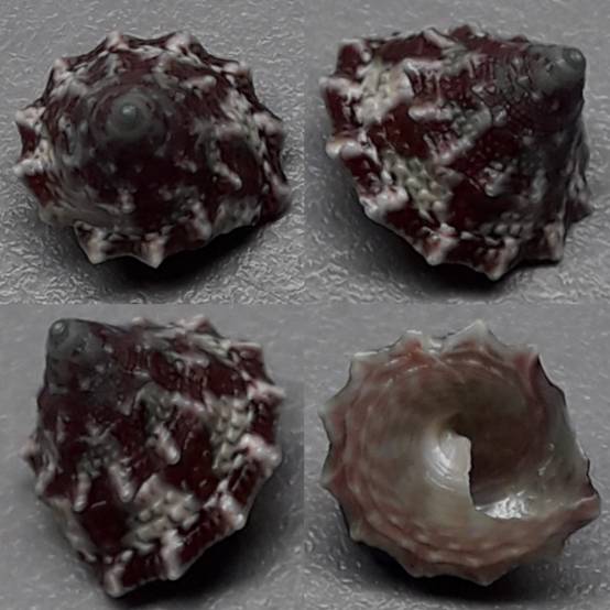 shellauction.net :: Trochus sp. - 3995982
