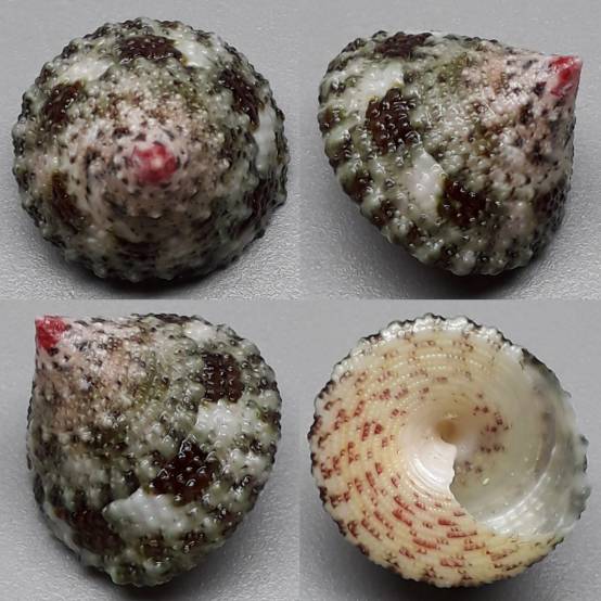 shellauction.net :: Trochus stellatus - 3995997