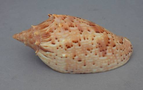shellauction.net :: Cymbiola complexa - 3996268