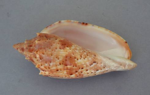 shellauction.net :: Cymbiola complexa - 3996268