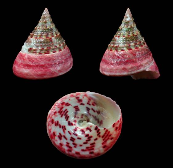 shellauction.net :: Trochus conus - 3997550