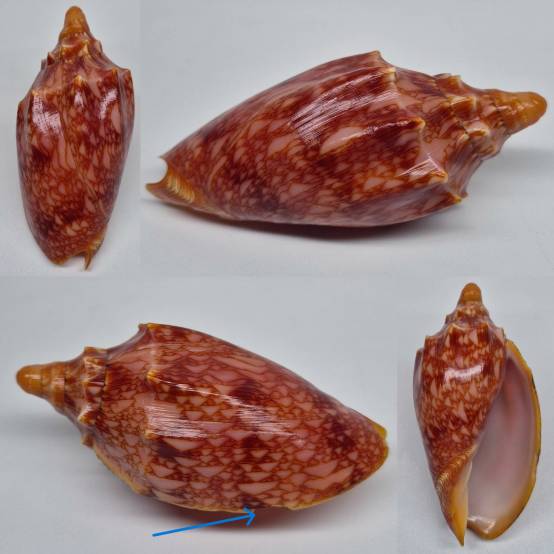 shellauction.net :: Cymbiola nusatenggara - 3997850