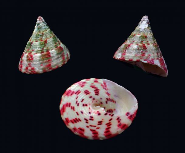 shellauction.net :: Trochus elatus - 3997912