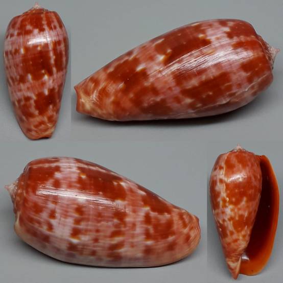 shellauction.net :: Conus bullatus - 3998366