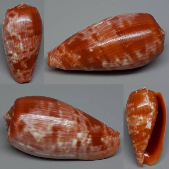 shellauction.net :: Conus bullatus - 3998381
