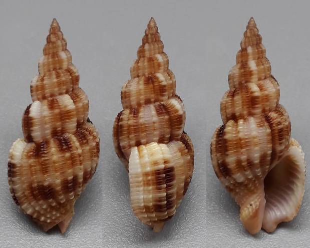 shellauction.net :: Phos roseatus - 3998608