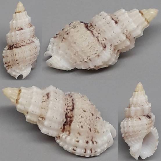 shellauction.net :: Phos roseatus - 3998702