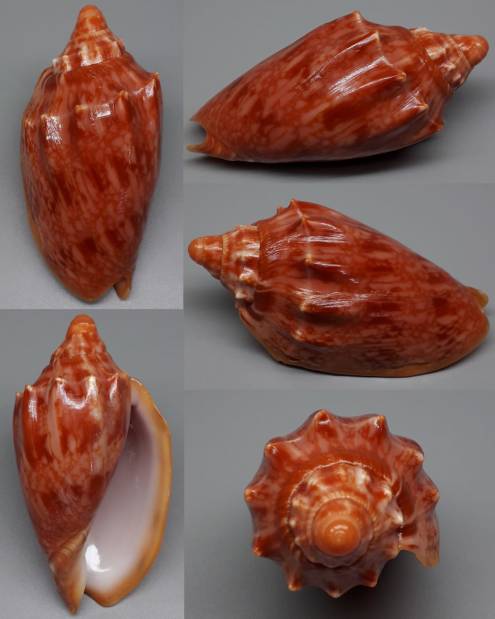 shellauction.net :: Cymbiola nusatenggara - 3998927