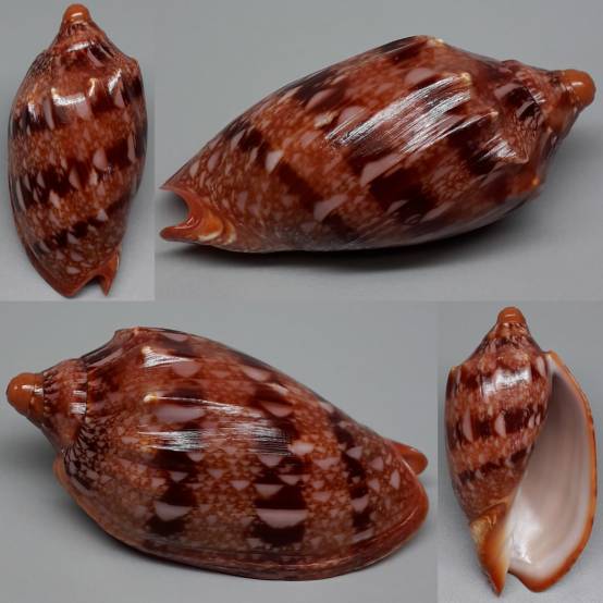 shellauction.net :: Cymbiola innexa - 3998928