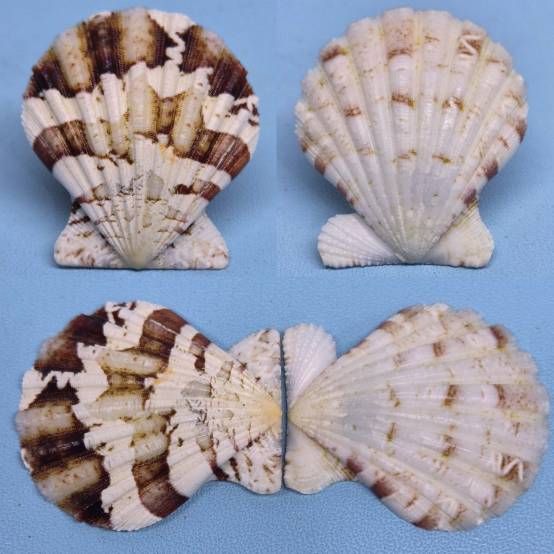 shellauction.net :: Bractechlamys vexillum - 4000079