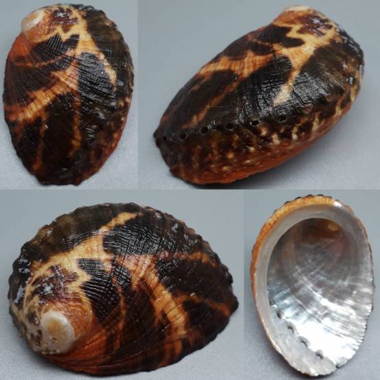 shellauction.net :: Haliotis ovina - 4000375
