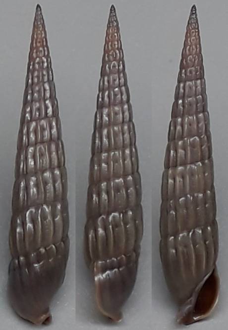 shellauction.net :: Terebra sp. - 4000534