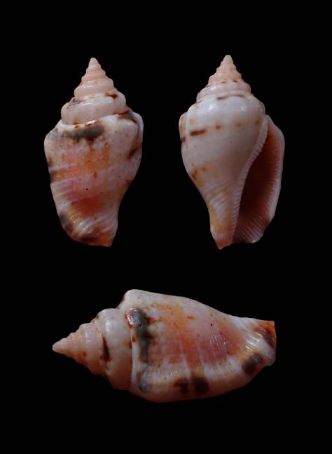 shellauction.net :: Canarium microurceus - 4000881