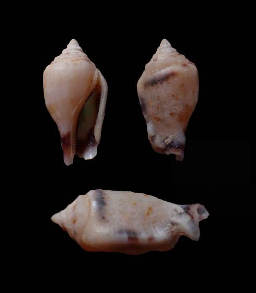 shellauction.net :: Canarium microurceus - 4000882