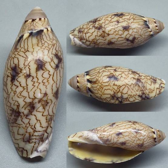 shellauction.net :: Amoria sp. - 4001045