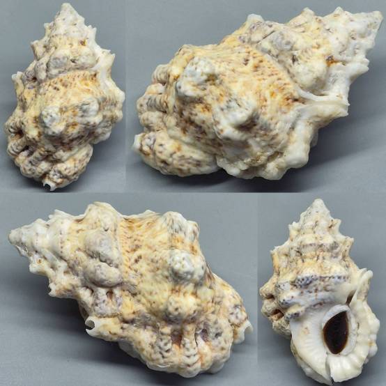shellauction.net :: Bursa tuberosissima - 4001086